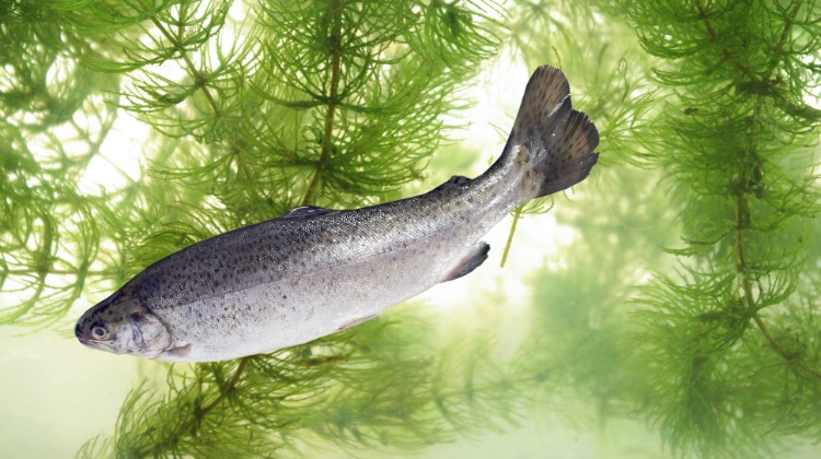 Custom Control Valve Makes Fish Rehabilitation Possible